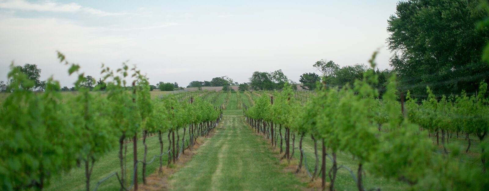 Nine Wineries to Try in Kansas City | Visit KC