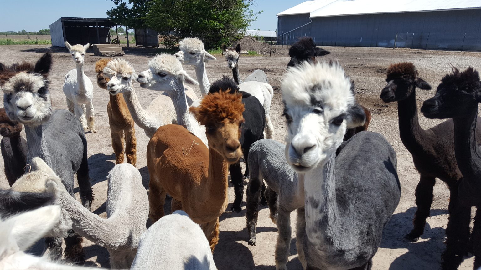 Yaya's Alpaca Farm | Visit KC