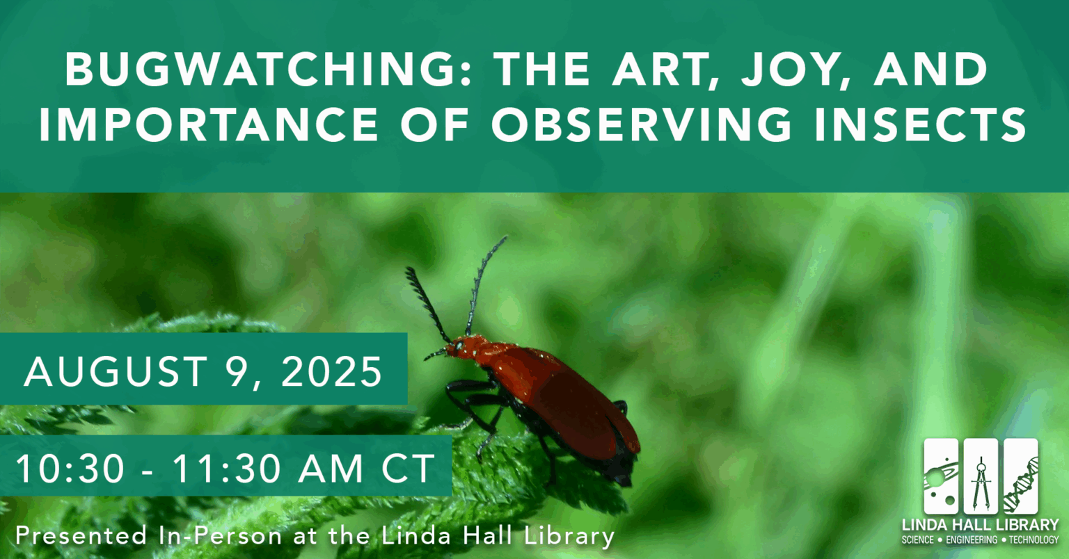 Observación de insectos: el arte, el placer y la importancia de ...